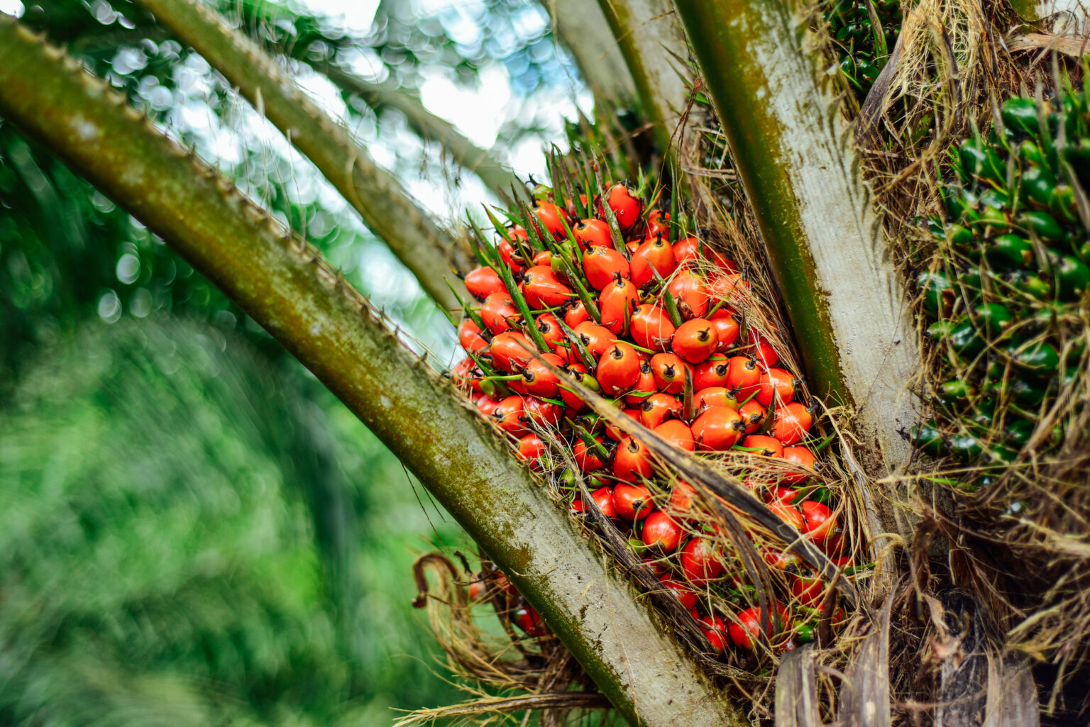 RSPO - Bàn tròn về Dầu cọ bền vững - Control Union Vietnam